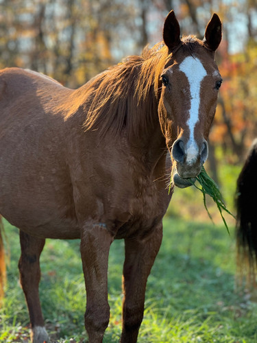 Kin - Sponsor | Ashburn's Animals