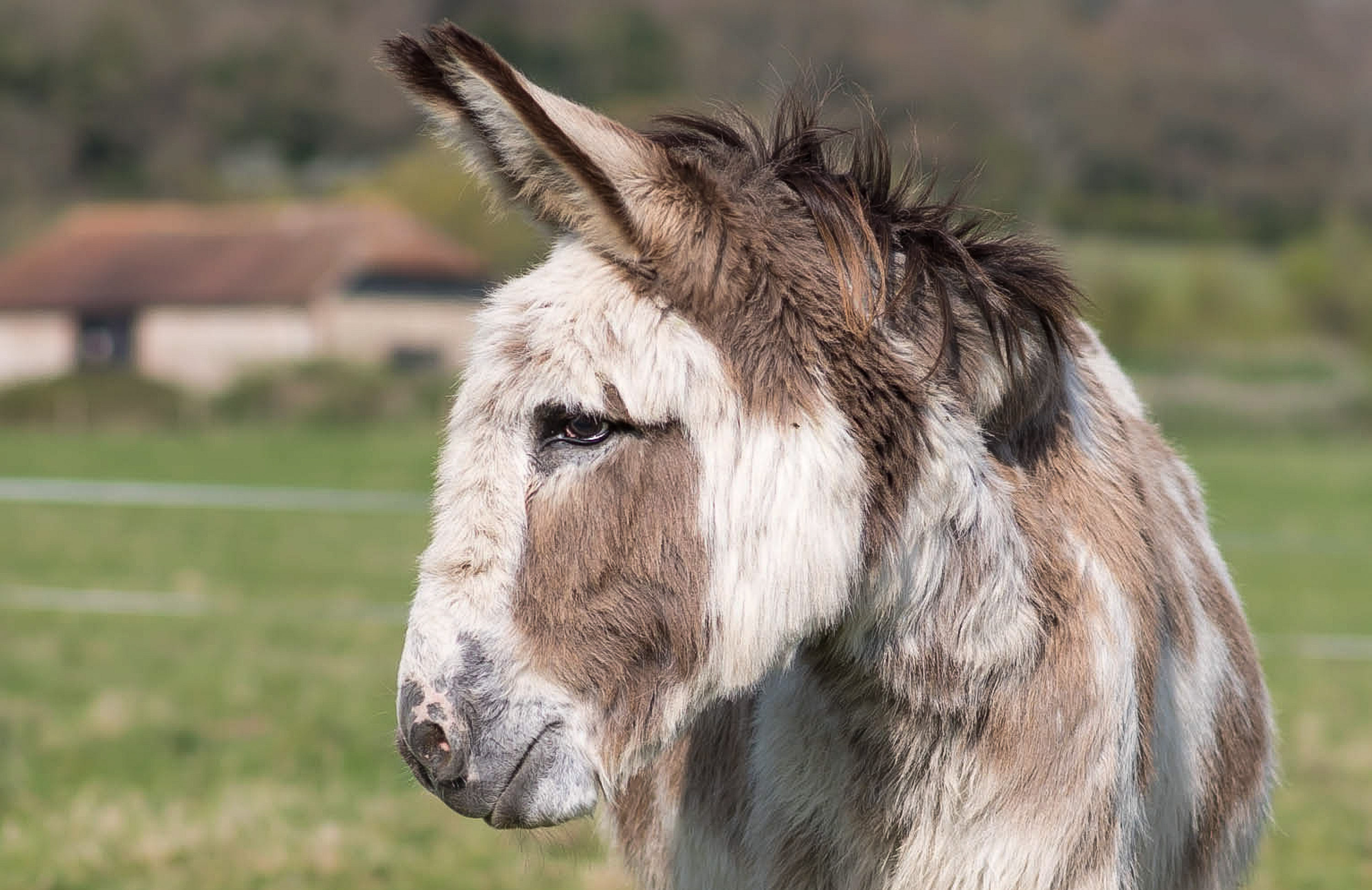 Donkey Walking at East Clayton Farm | Storrington West Sussex | Home