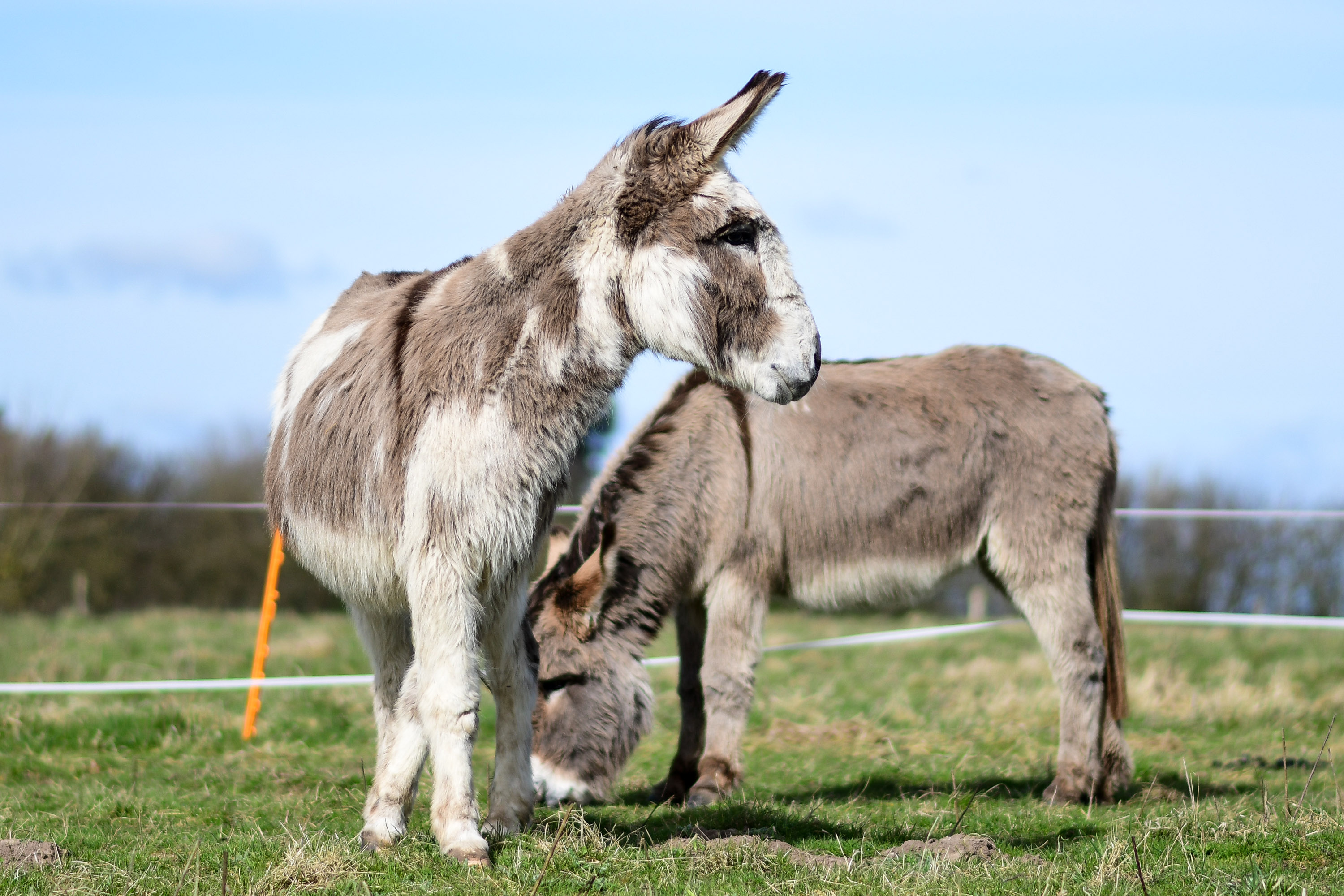 Donkey Walking at East Clayton Farm | Gallery