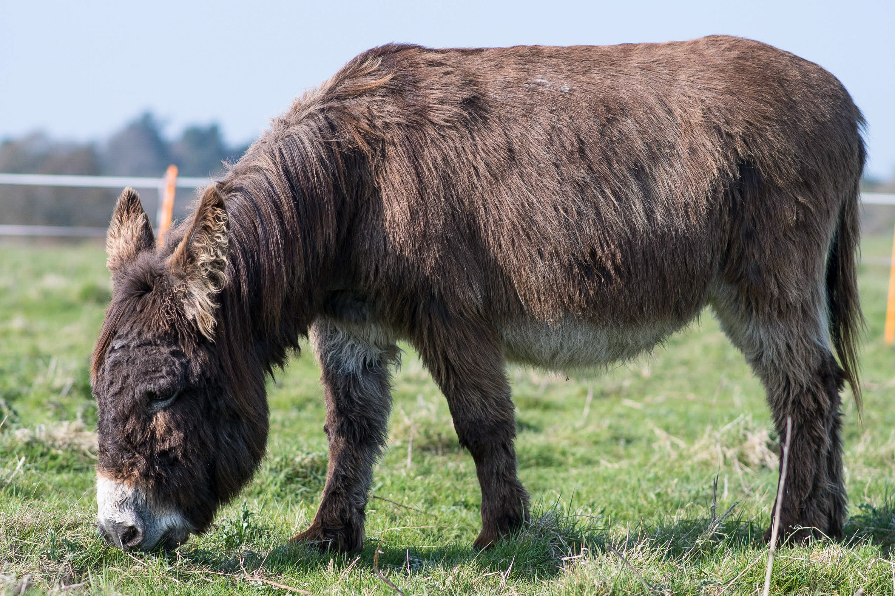 Donkey Walking at East Clayton Farm | Gallery