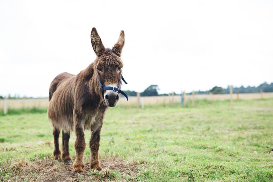 Donkey Walking in West Sussex