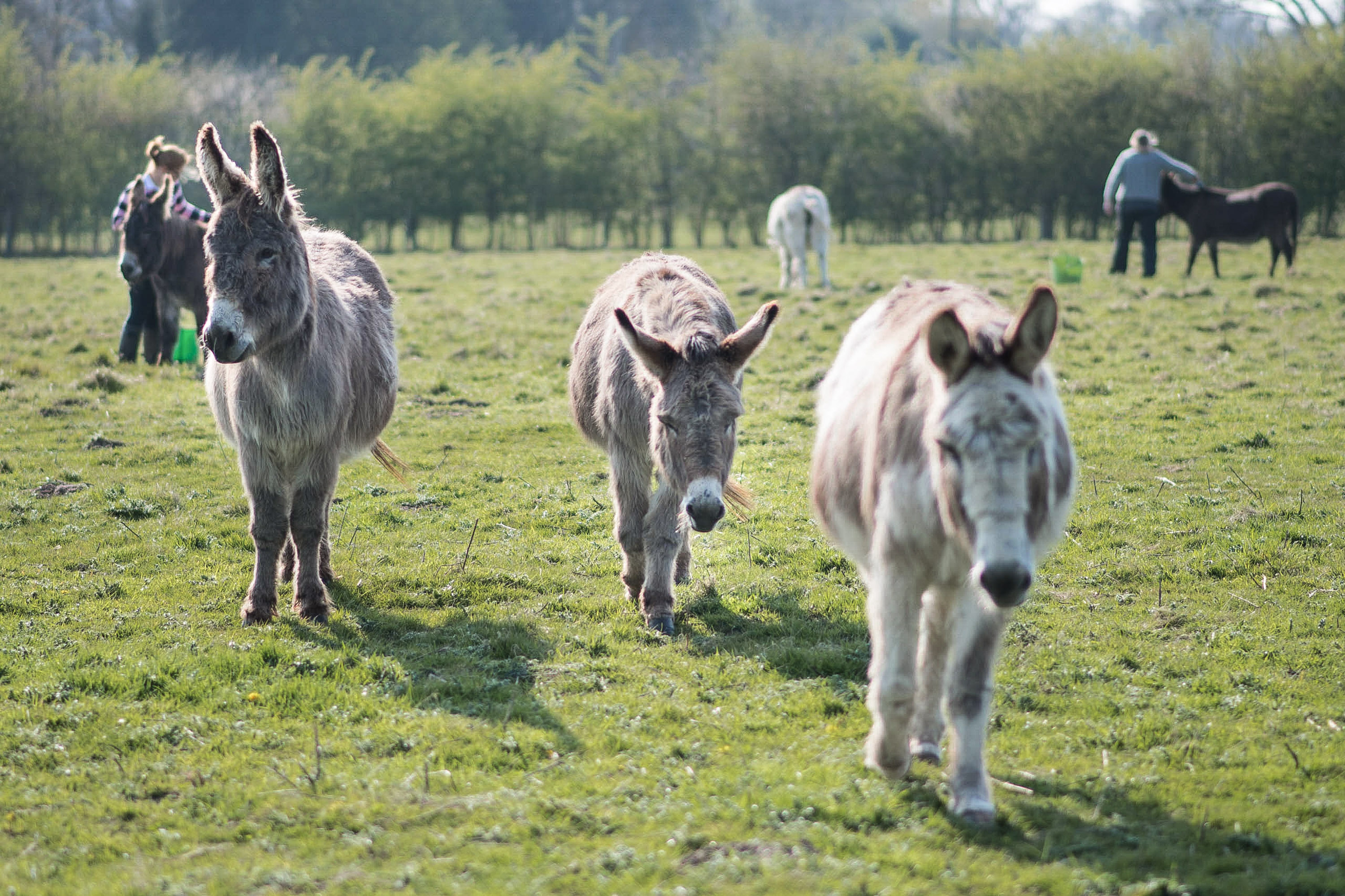 Donkey Walking at East Clayton Farm | Gallery
