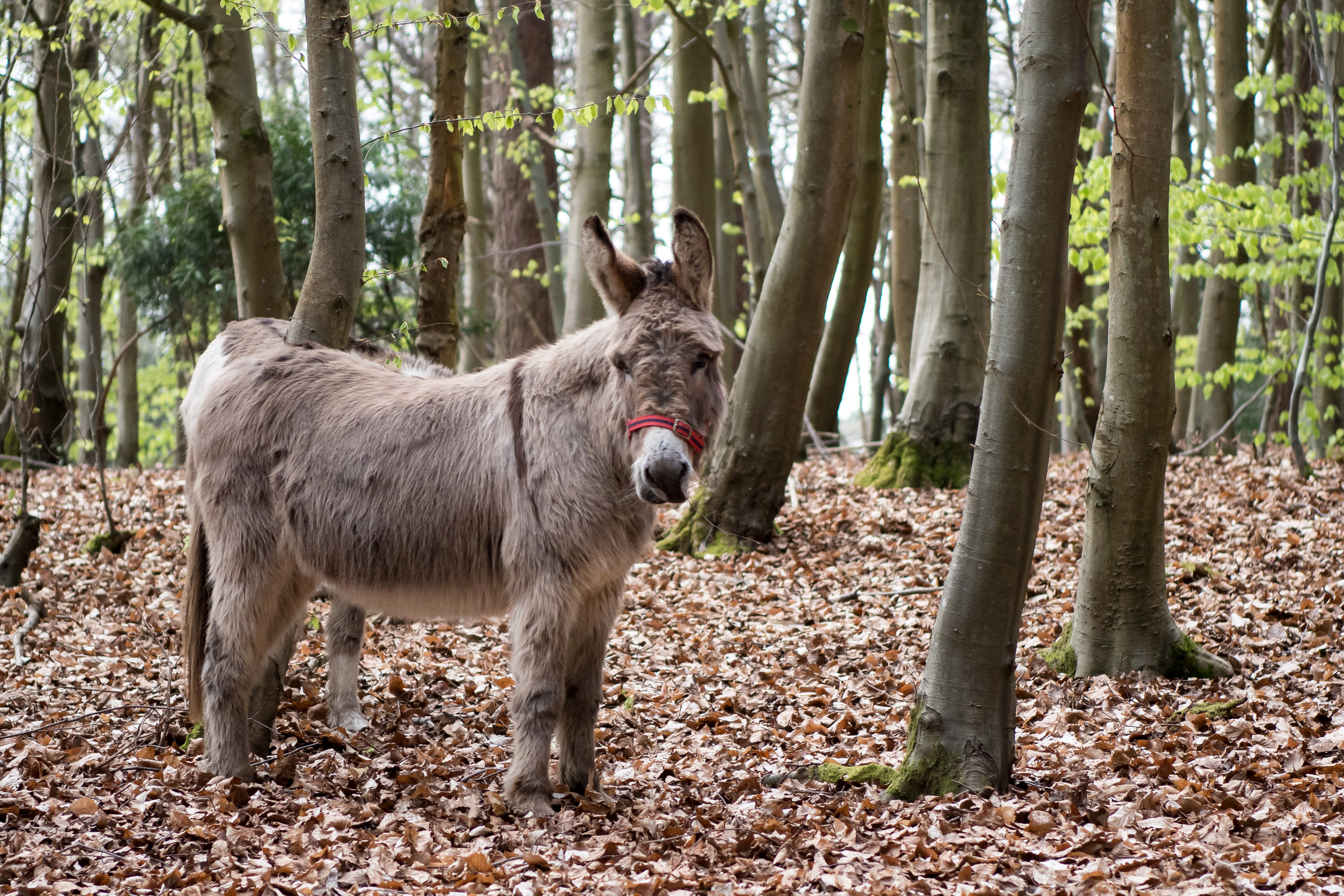 Donkey Walking at East Clayton Farm | Gallery