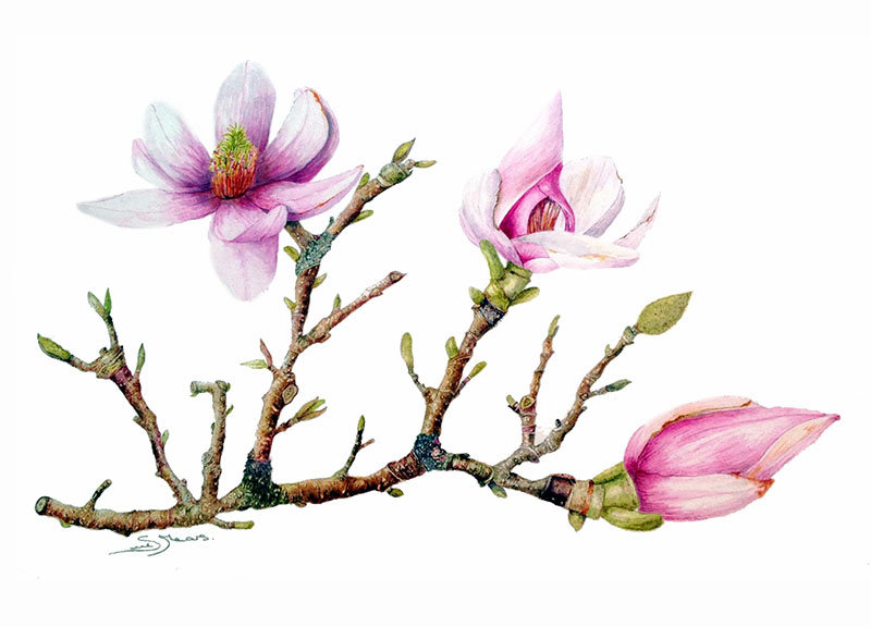 Sue Mears