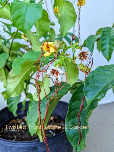Tropical Collection - medusa flower | twistedtrunk