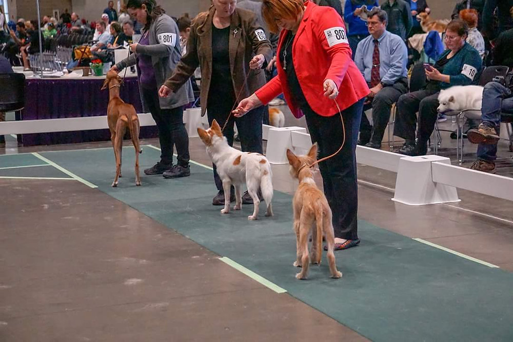 My Journey in Dog Shows