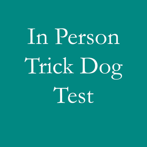 Trick Dog Test | In Stride Azawakh