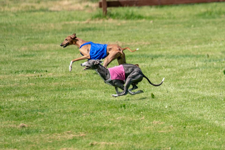 Tally-Ho! Lure Coursing, Fast CAT, and CATs