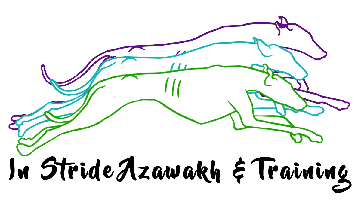 Firefly | In Stride Azawakh & Training