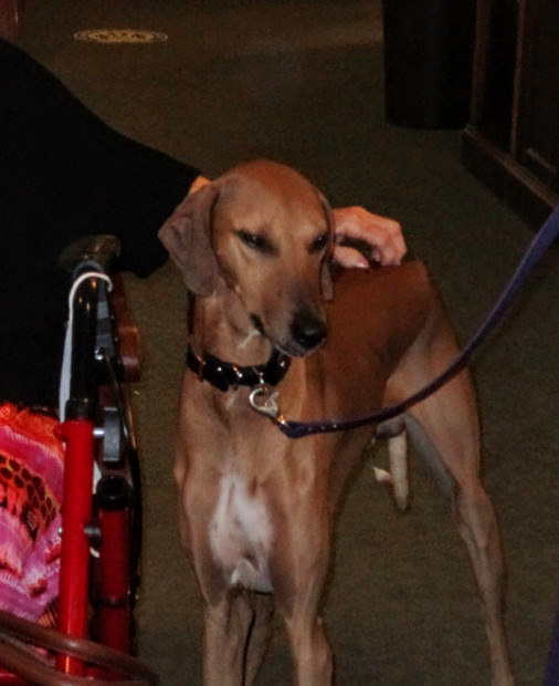 How Many Dogs is Too Many?