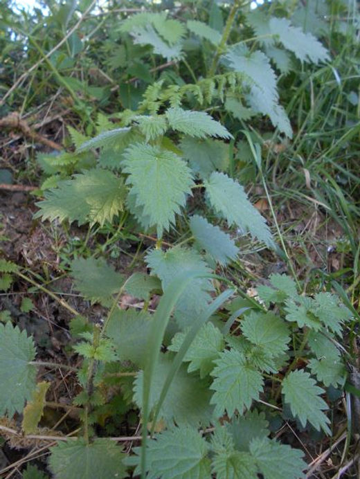 Stinging Nettle 'All Bark, With Added Bite!'