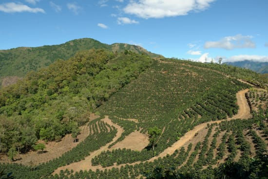 Shop | Parable Coffee Co.