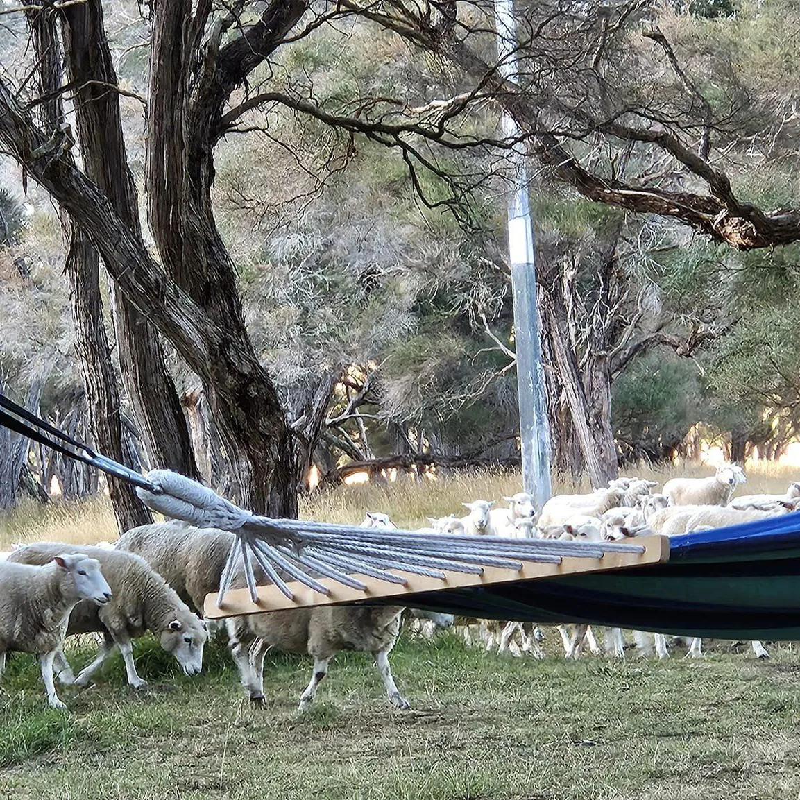 Celebrating Summer in New Zealand, 2023-24.
