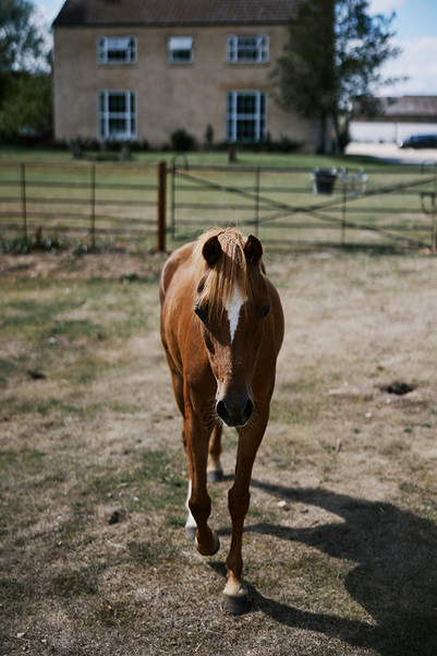 Gallery | Hanbeck Farm