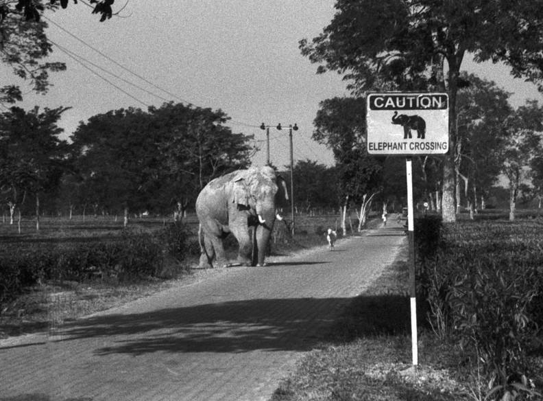 The life and death of Ramu/Laden, the elephant friend