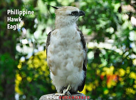 philippine hawk eagle population