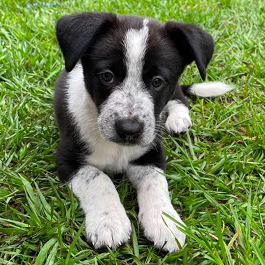 Home | D.A.R.E. - Domestic Animal Rescue & Education | Australia