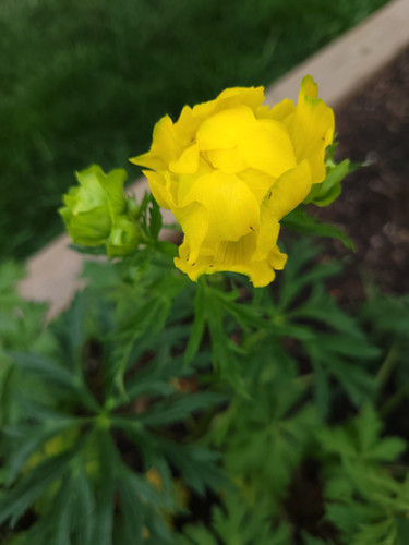Trollius Superbus (Globe Flower) | Simone's Garden