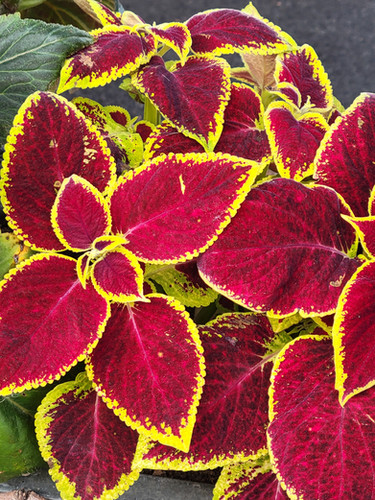 Coleus - Wizard Scarlet | Simone's Garden
