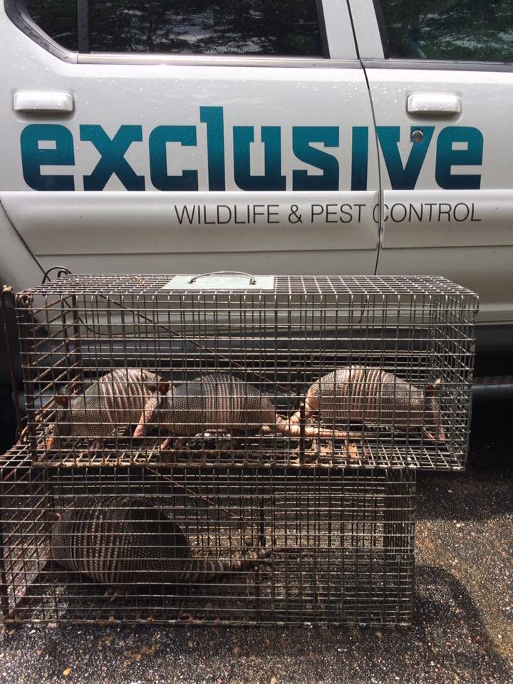 HOME | exclusivewildlife