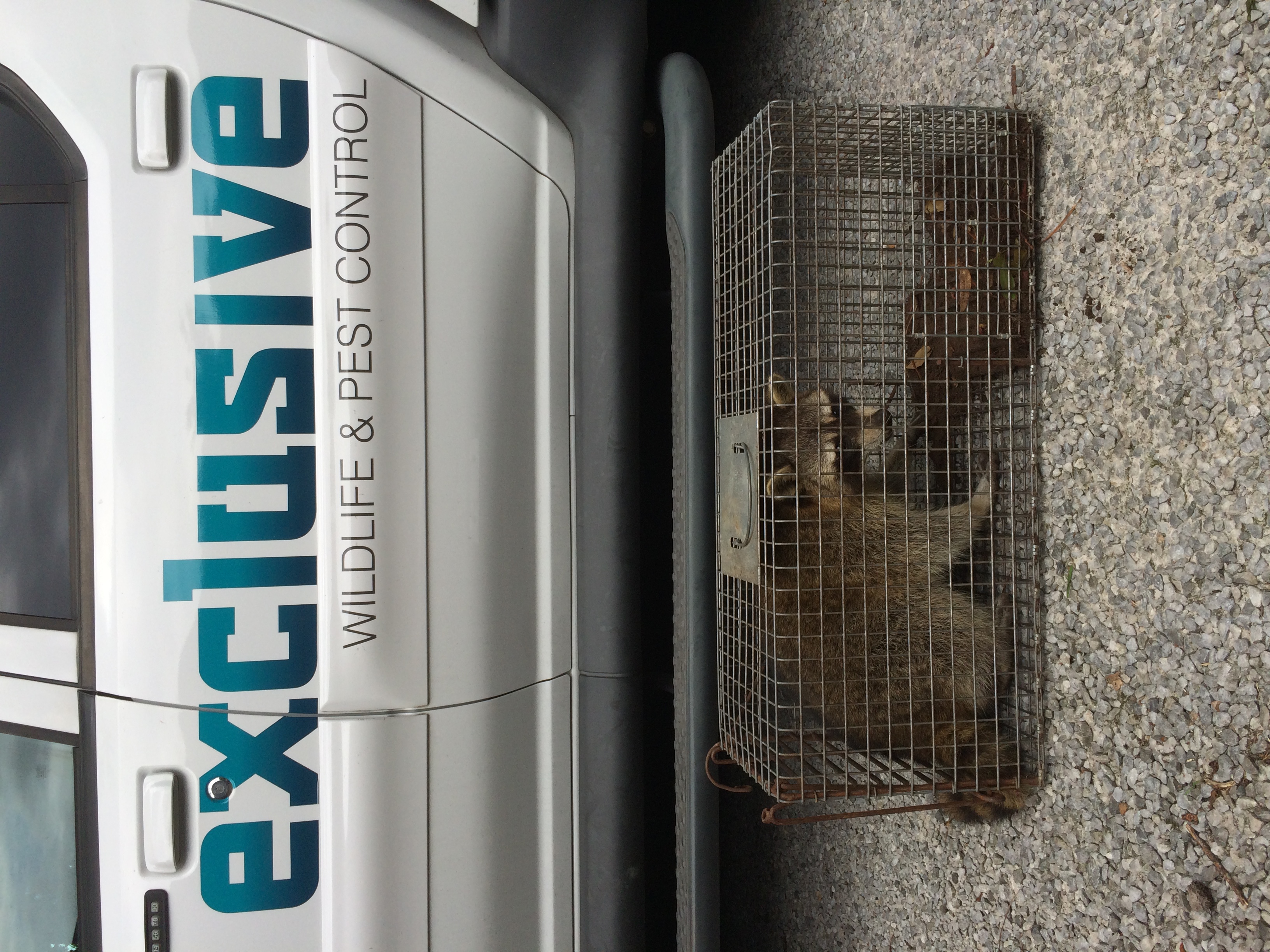 HOME | exclusivewildlife