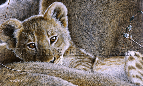 Lion Cub | Mysite