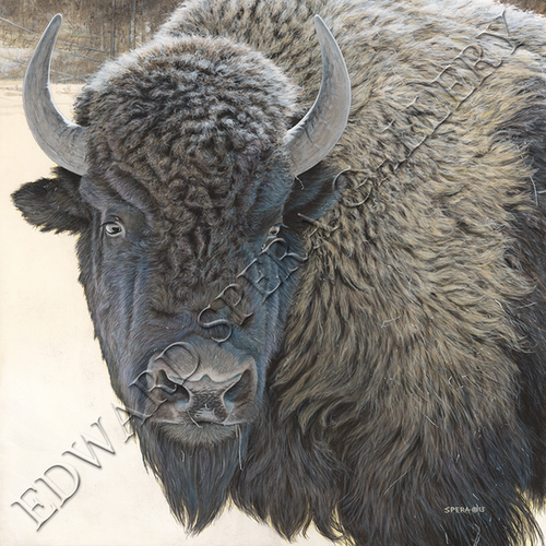 The Chief - Buffalo | Mysite