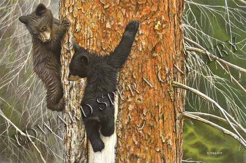 Bear Bottoms - Black Bear Cubs | Mysite