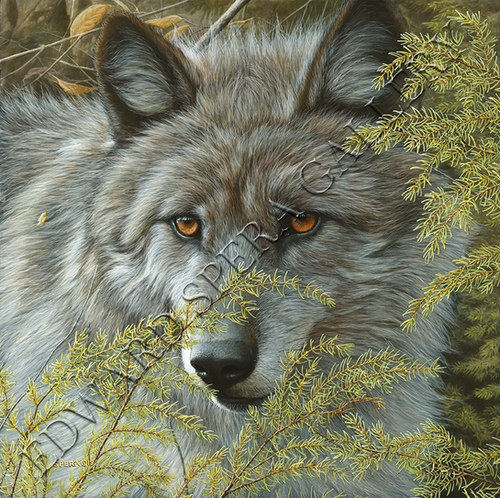 Spirit Guide - Wolf | Mysite