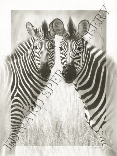 Opposites Attract - Zebra | Mysite