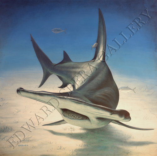 Hammer Time - Hammer Head Shark | Mysite