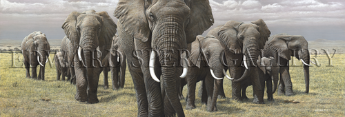 The Storm - Elephants | Mysite