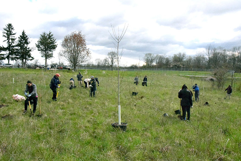 Earth Day sees 200 trees distributed, 100 more planted in Amherstburg