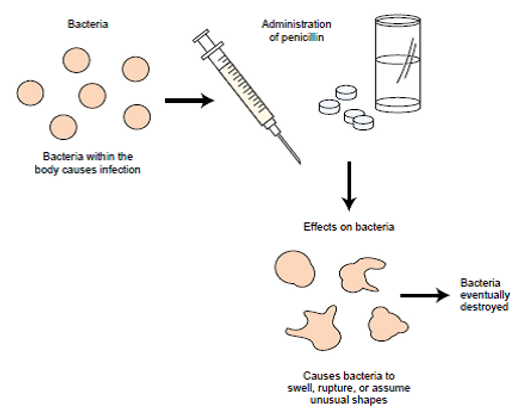 Penicillins | Pharmacology