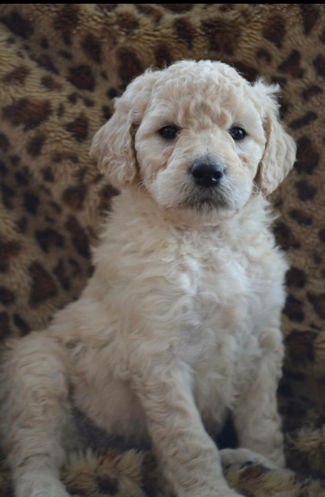 Photos of our Goldendoodles, Bernie Doodles and Golden Retrievers