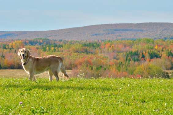 Photos of our Goldendoodles, Bernie Doodles and Golden Retrievers