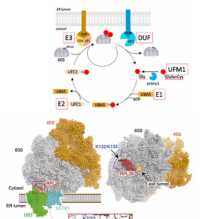 Protein quality control | Stanford |kopitolab.com