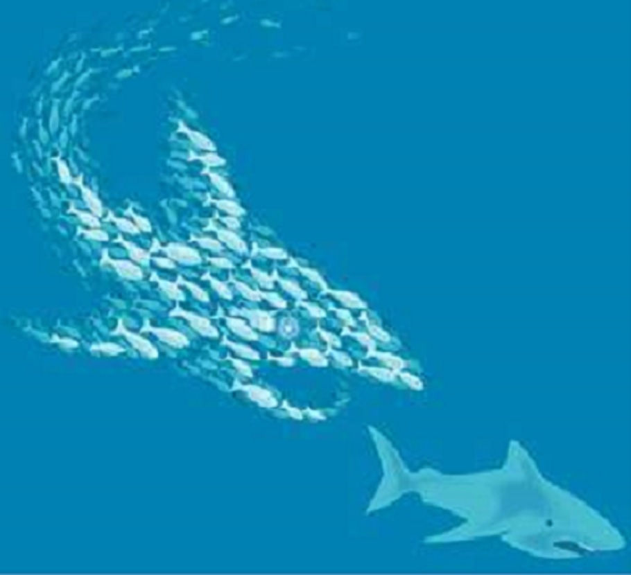 School of Fish (Shoaling) Case studies..