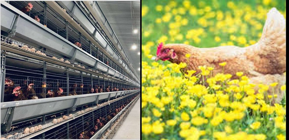 Jonathon Livingston Chicken