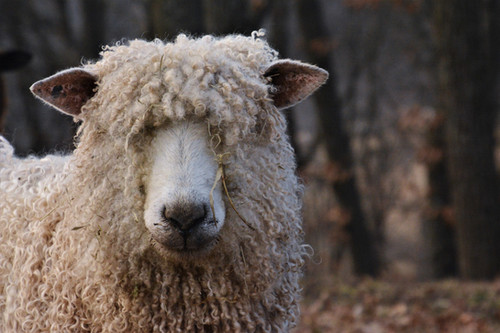 Curly Locks Photo | Cotswold Sheep Wall Art | Windridge Fiber Farm