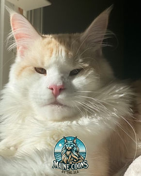 About MaineCoonsByTheSea – Maine Coon Cattery in Delaware
