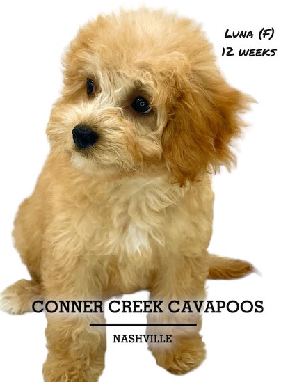 Collections | Conner Creek Cavapoos | Nashville, Tennessee