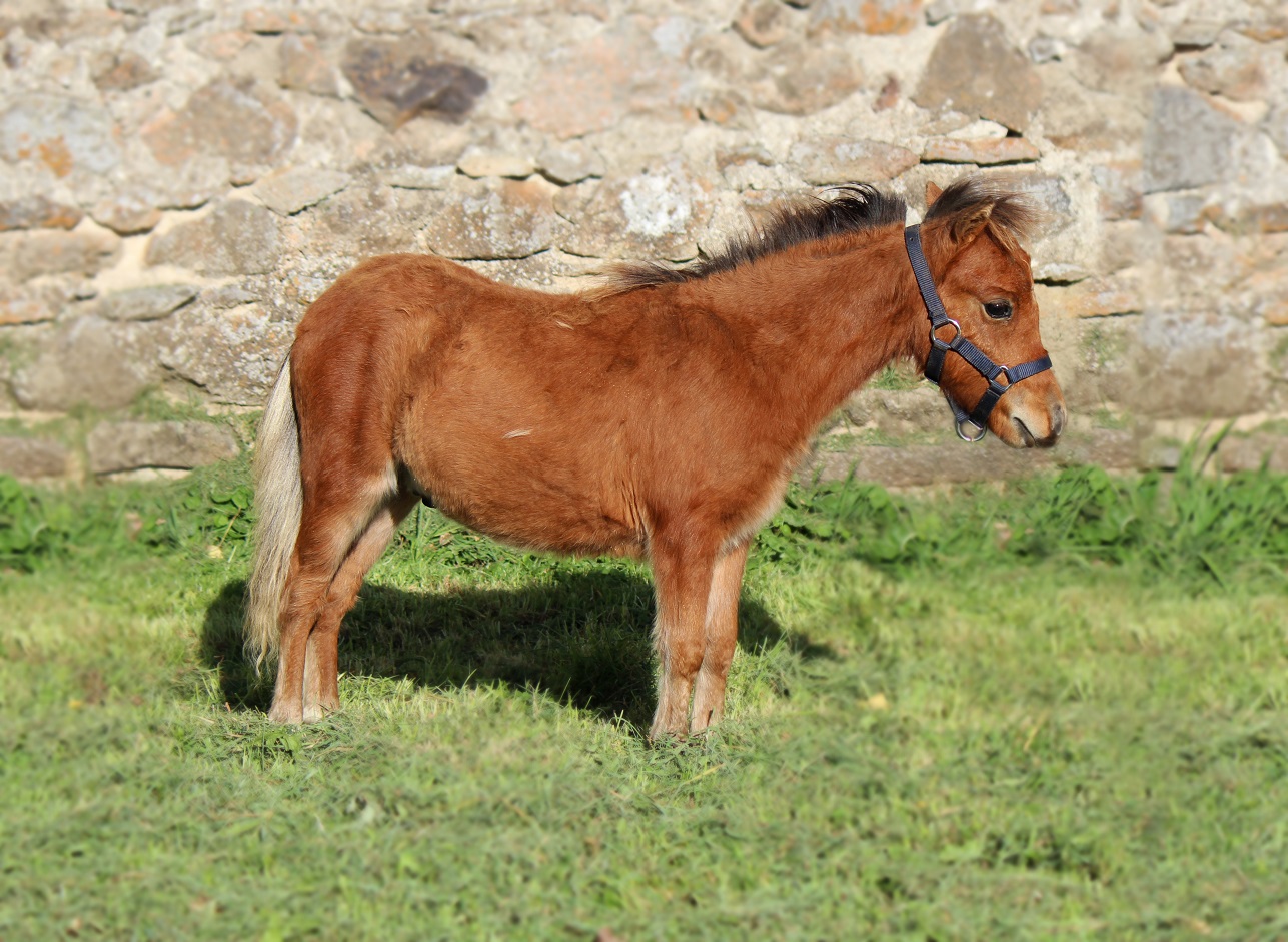 NOS VENTES | France | Elevage chevaux miniatures