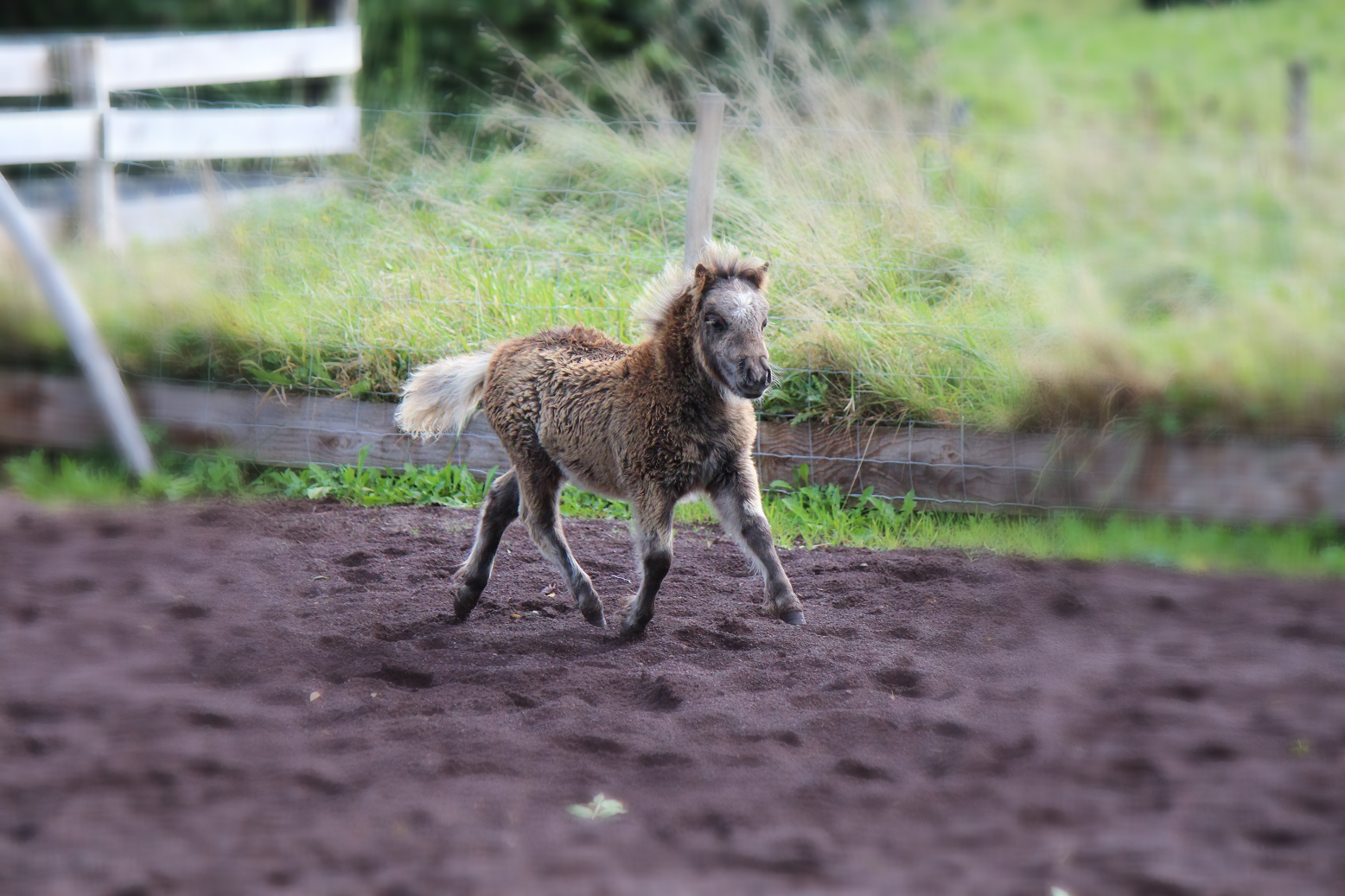 NOS VENTES | France | Elevage chevaux miniatures