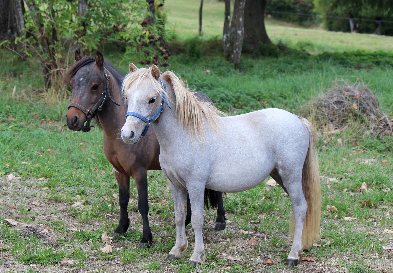 NOS VENTES | France | Elevage chevaux miniatures