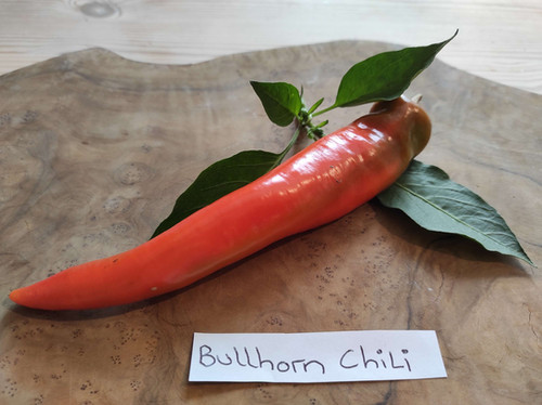 Bullhorn Chili | NaturKönig