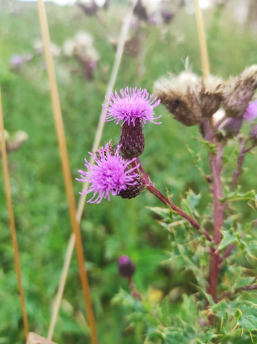 Acker-Distel (Cirsium arvense) | NaturKönig