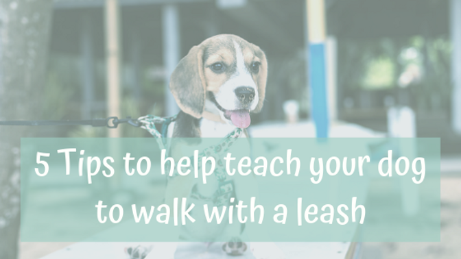 5 Tips to teach your dog to walk on a leash/lead.