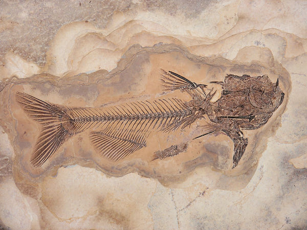 PERSONAL COLLECTION /fossilprimeval.com