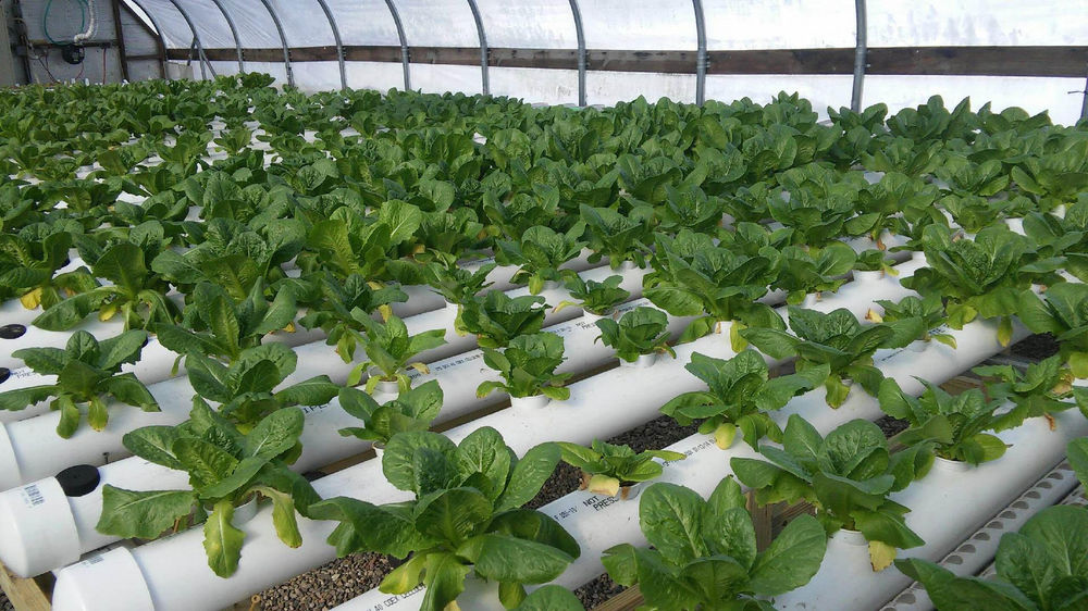 An Intro to Hydroponics